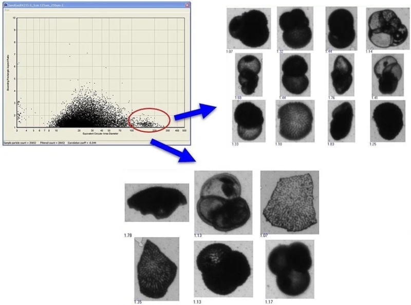 The importance of Particle Shape and Size